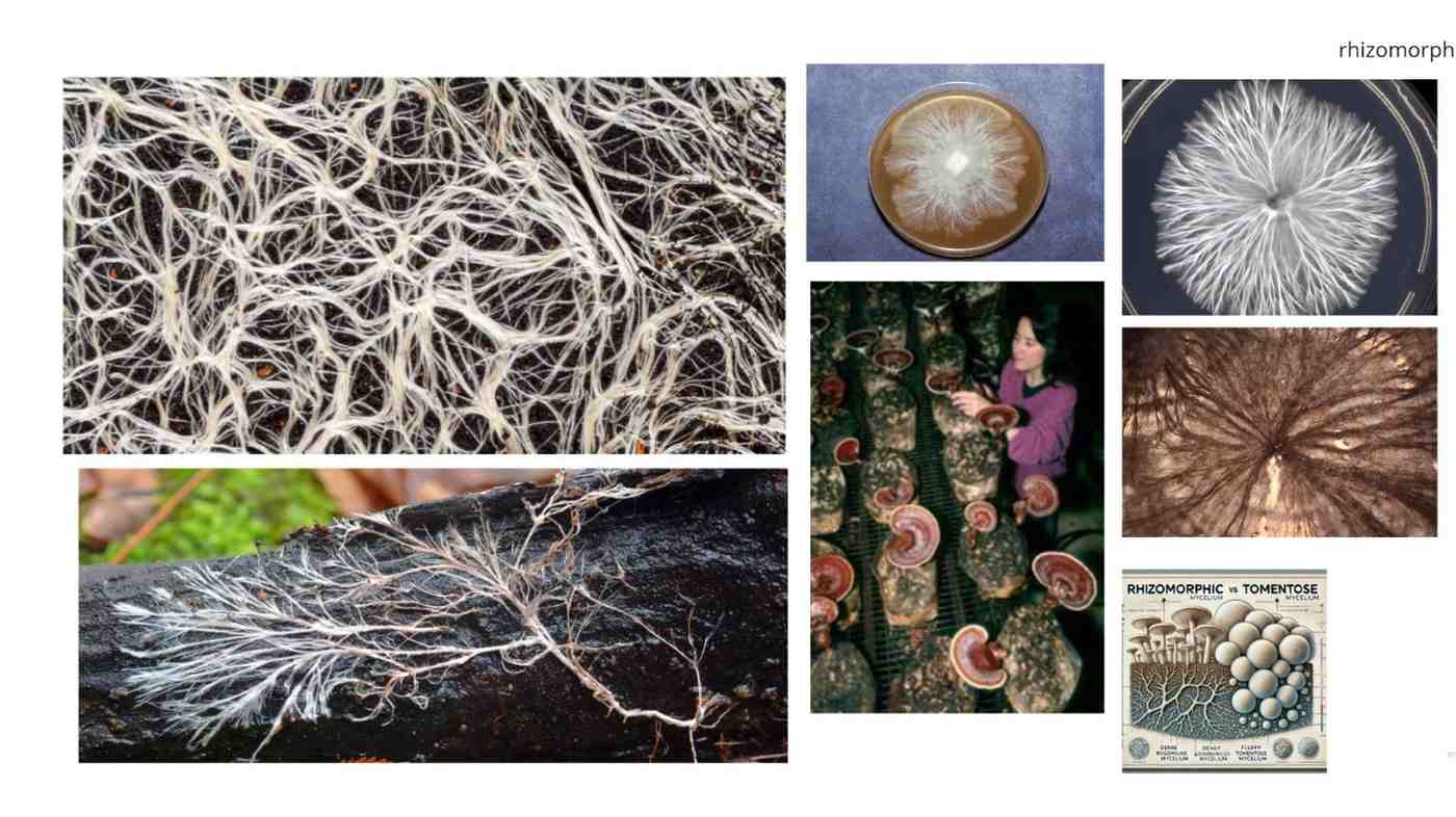 Sketches & Road Mapping - Dima Hejap